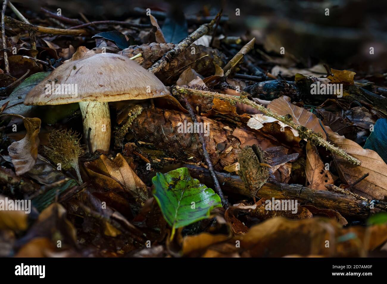 Pluteus cervinus, also known as Pluteus atricapillus and commonly known ...