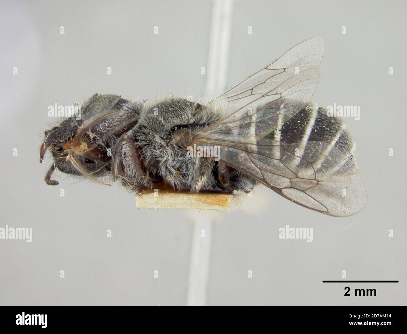 Chelostoma neomexicana cockerell hi-res stock photography and images ...