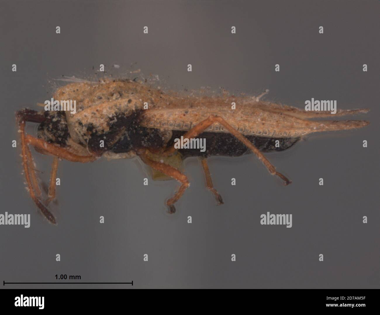 Argus Mountains, California, United States, Gargaphia opacula Uhler ...