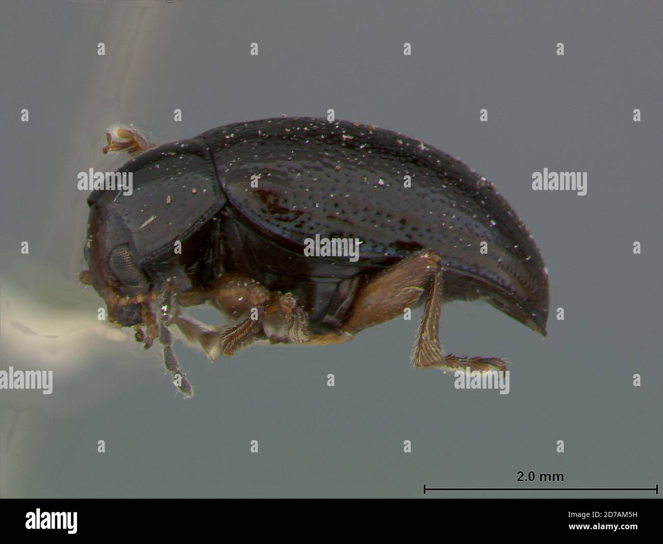 Pinned, Mount Makilling, Luzon, Philippines, Colaspoides icterica Weise ...