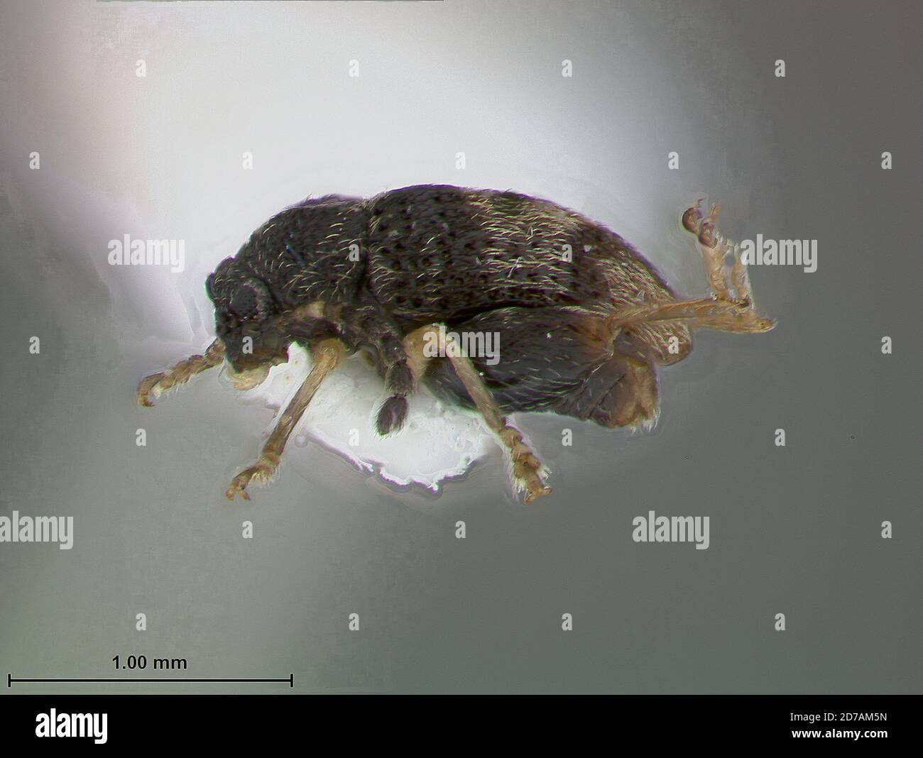 Pinned, Toro Negro, Puerto Rico, United States, Distigmoptera chamorrae ...