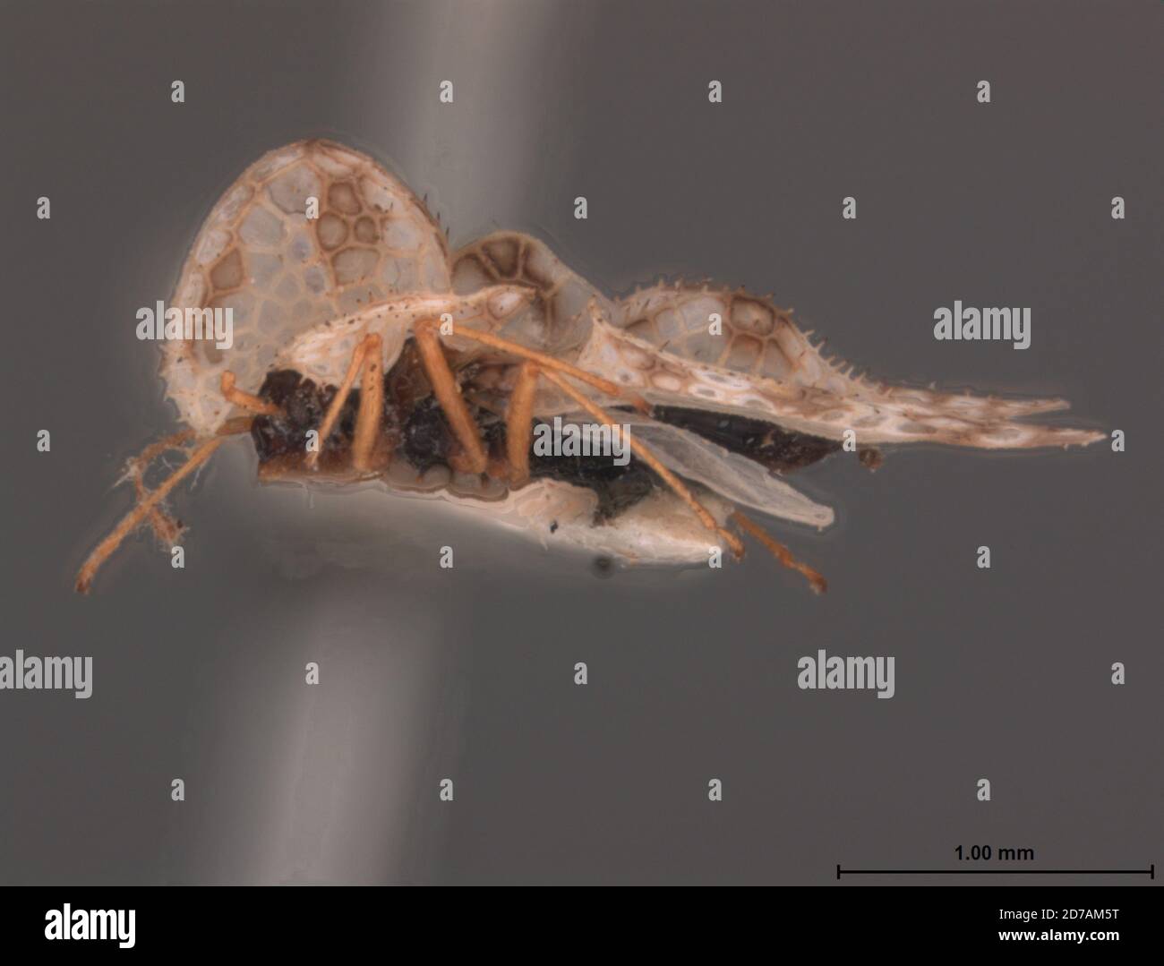 Massachusetts, United States, Tingis marmorata Uhler, Animalia ...