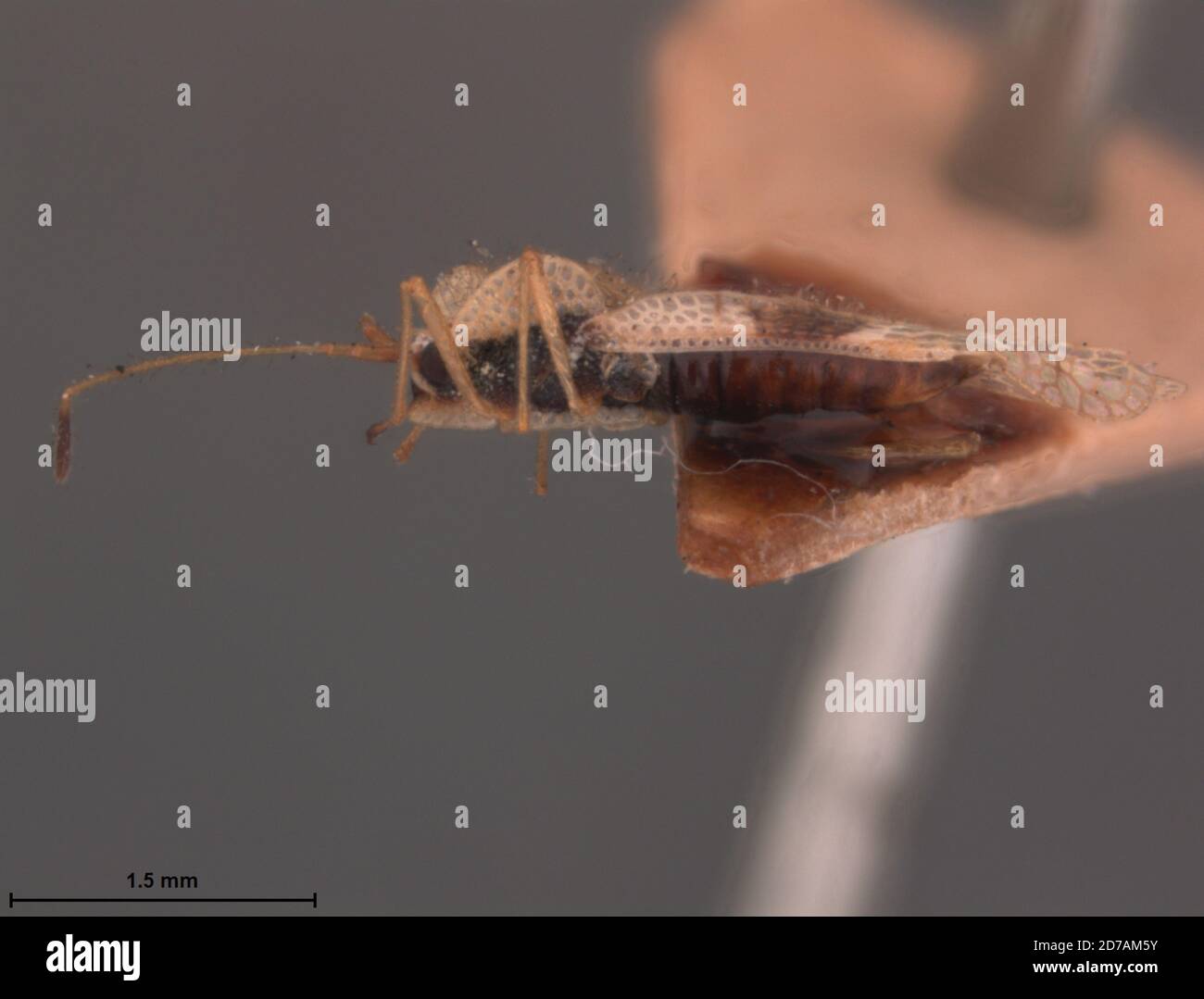 Tingis amorphae walsh hi-res stock photography and images - Alamy