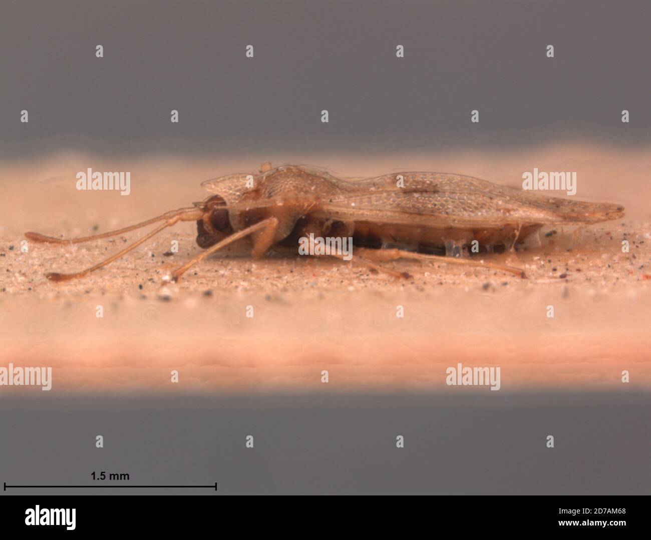 Japan, Phyllonotochila debile Uhler, 1896, Animalia, Arthropoda ...