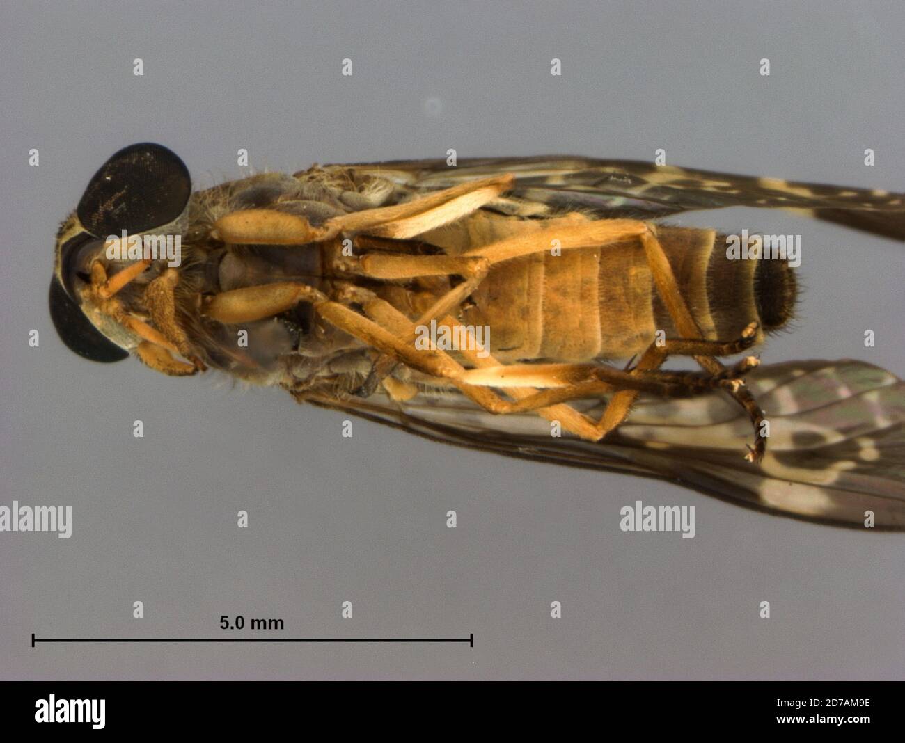 Trang bom, 30 mi nw. of Saigon, Vietnam, Haematopota biorbis Stone ...