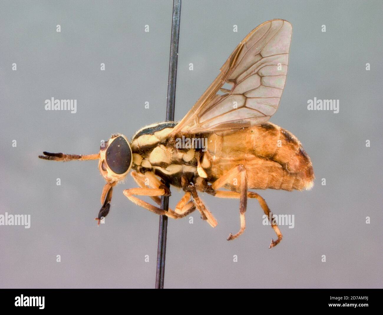 Neochrysops globosus walton hi-res stock photography and images - Alamy