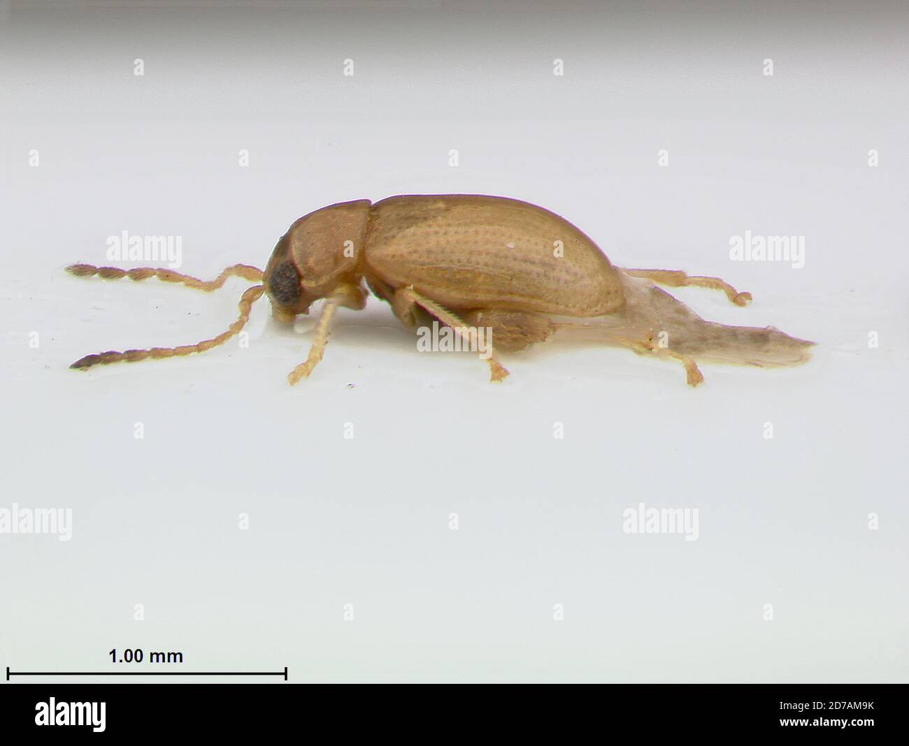 Pinned, Eastern Ghats, Tamil Nadu env. Yerkaud., Ghats, India, Aphthona ...