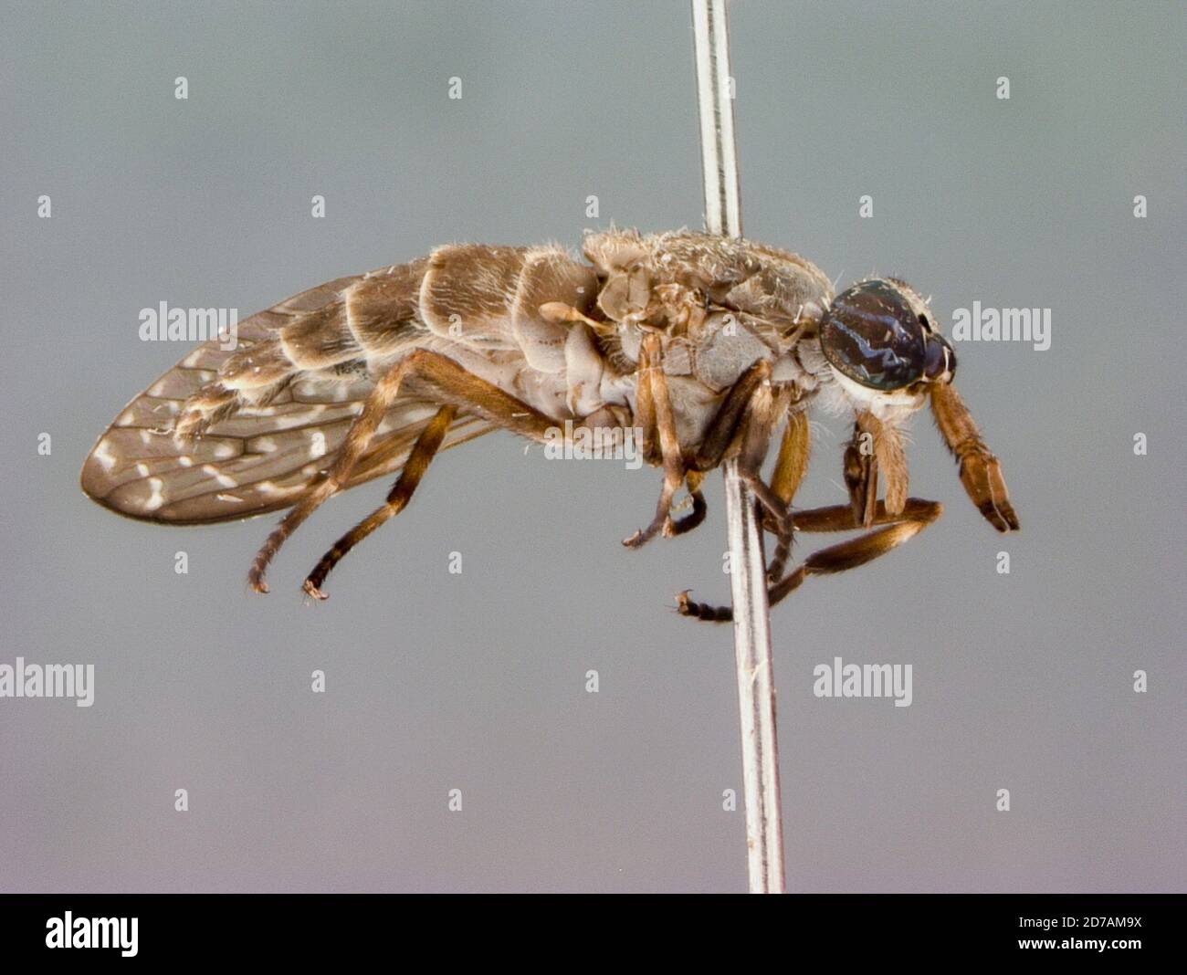 Bako National Park, Sarawak, Malaysia, Haematopota clarkeana Stone ...