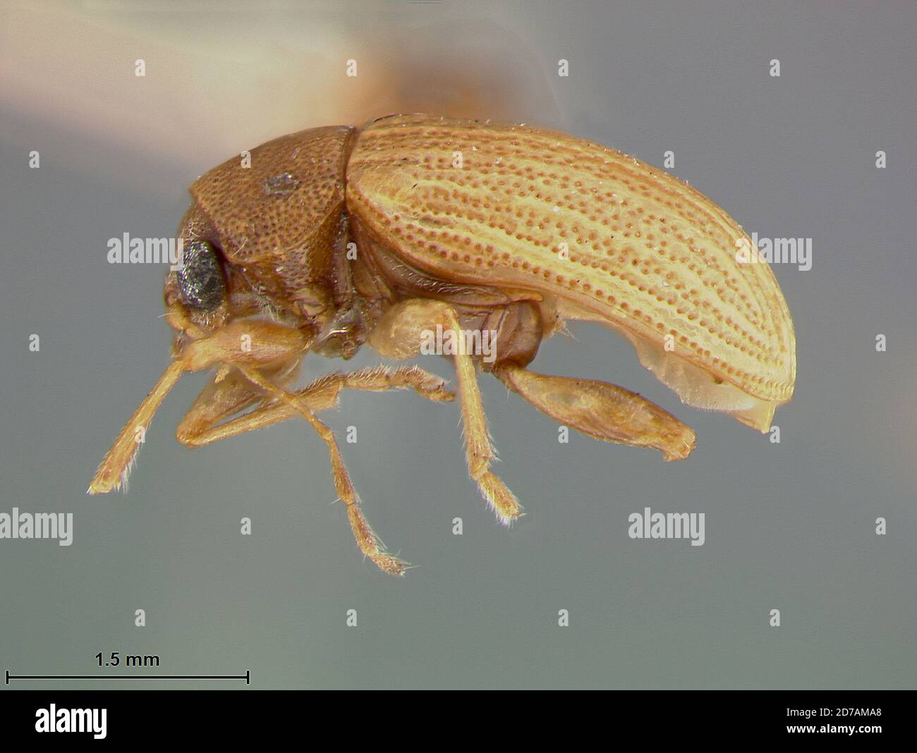 Pinned, Key West, Monroe, Florida, United States, Colaspis keyensis ...