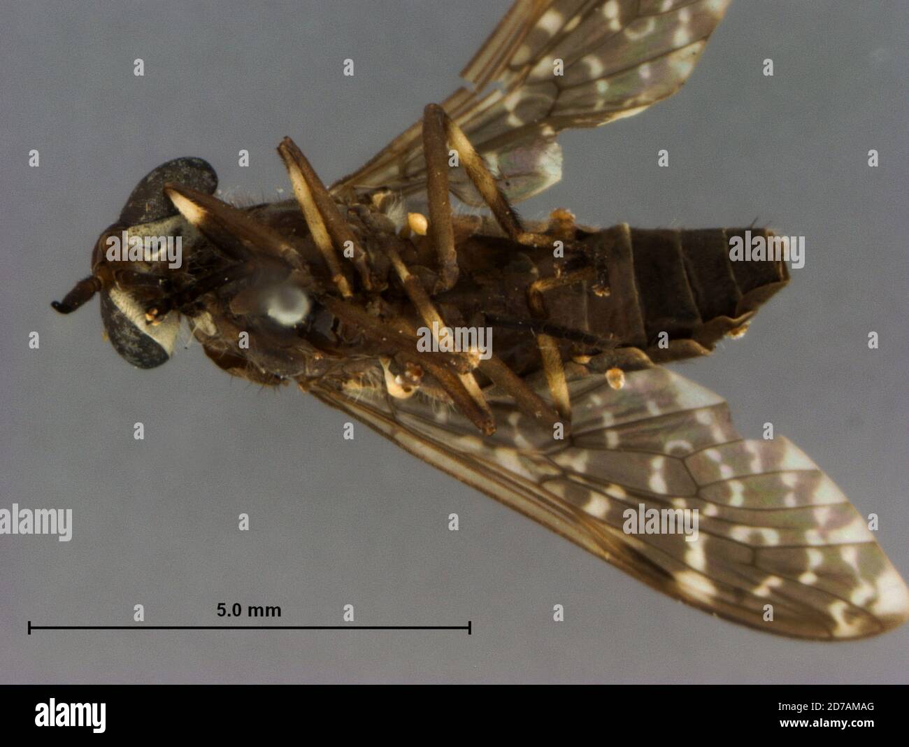 Luzon, Mt. Makiling, Laguna, Philippines, Chrysozona monticola Philip ...