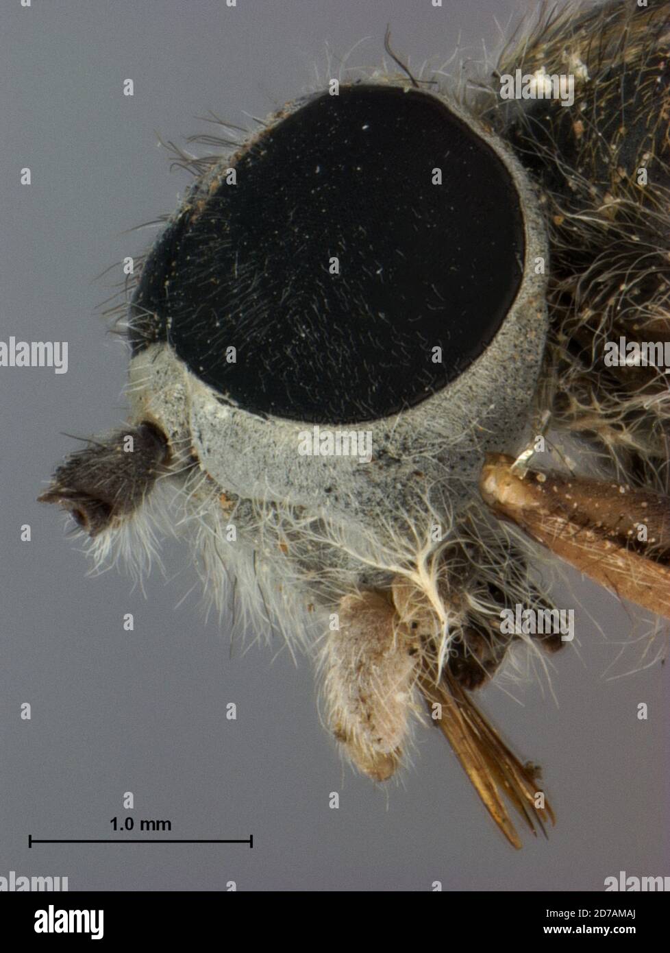 Poroma, Dasybasis poroma Coscaron & Philip, 1967, Animalia, Arthropoda ...