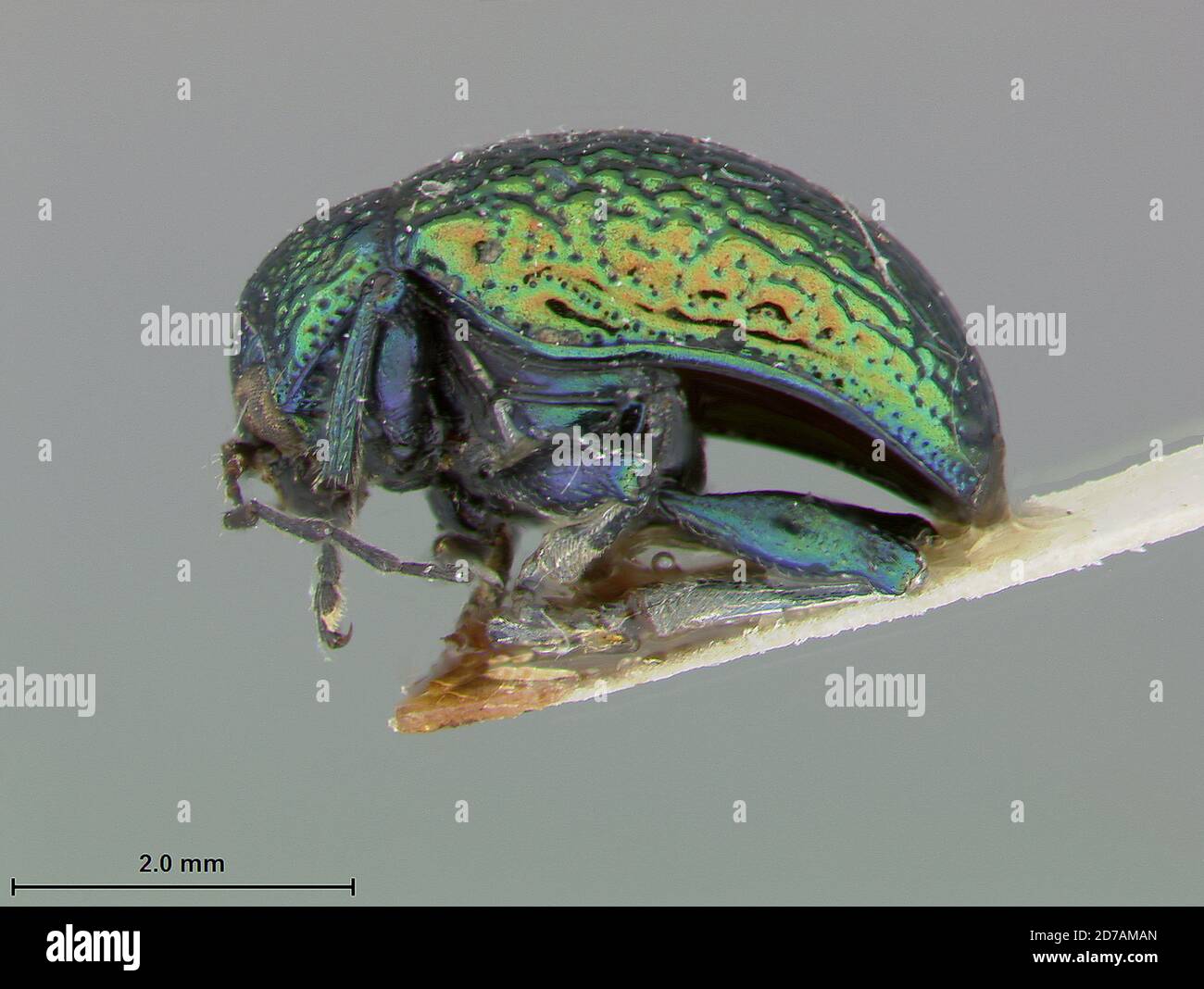 Pinned, Surigao, Mindanao, Philippines, Colaspoides subtuberculata ...