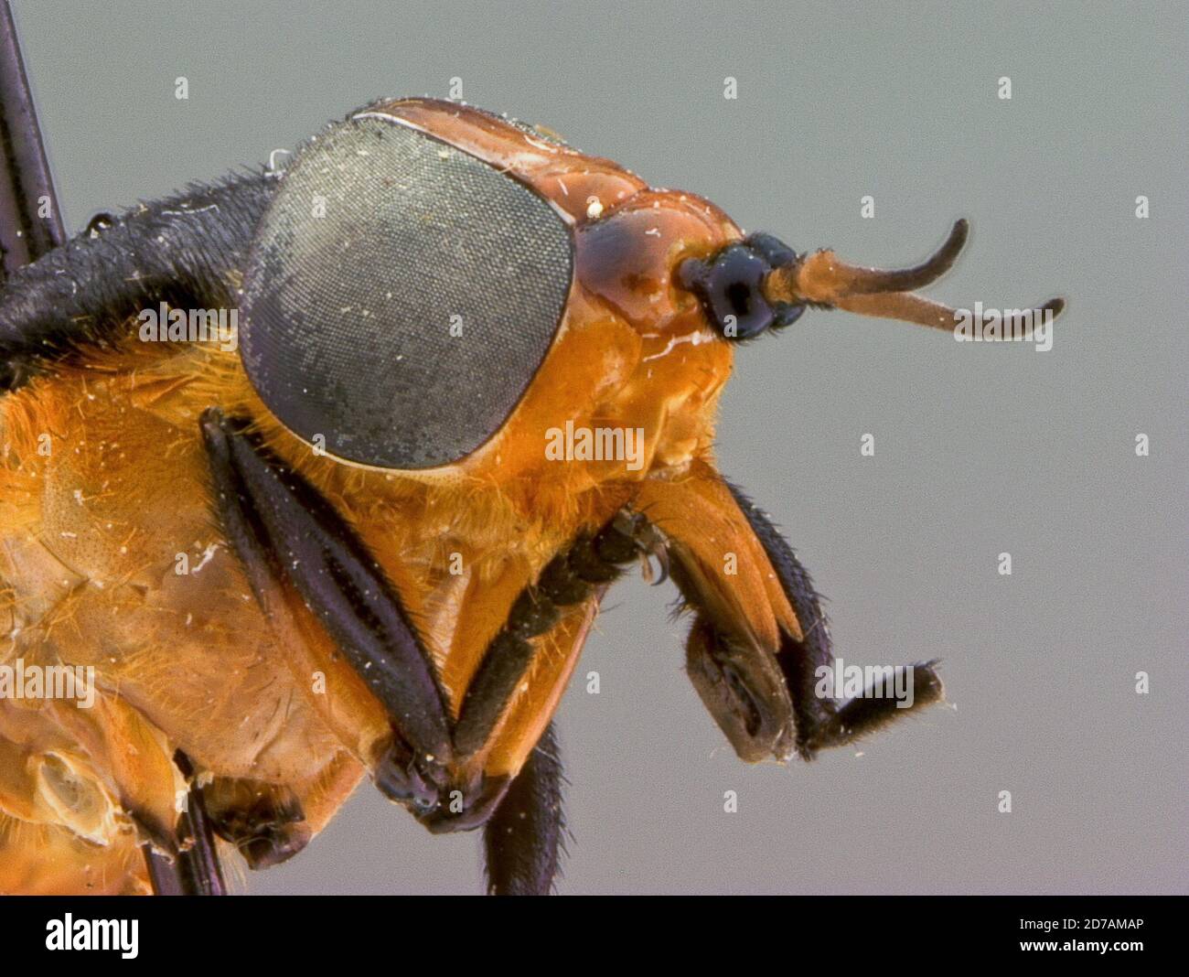 Acatenango, Guatemala, Bolbodimyia philipi Stone, 1954, Animalia ...