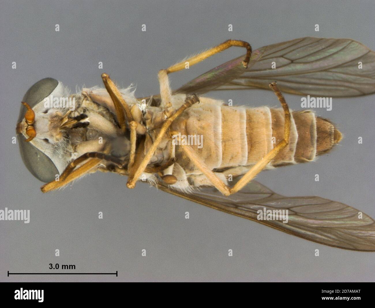Rio Colorado (Mulford Biological Exploration Expedition, 1921-1922 ...