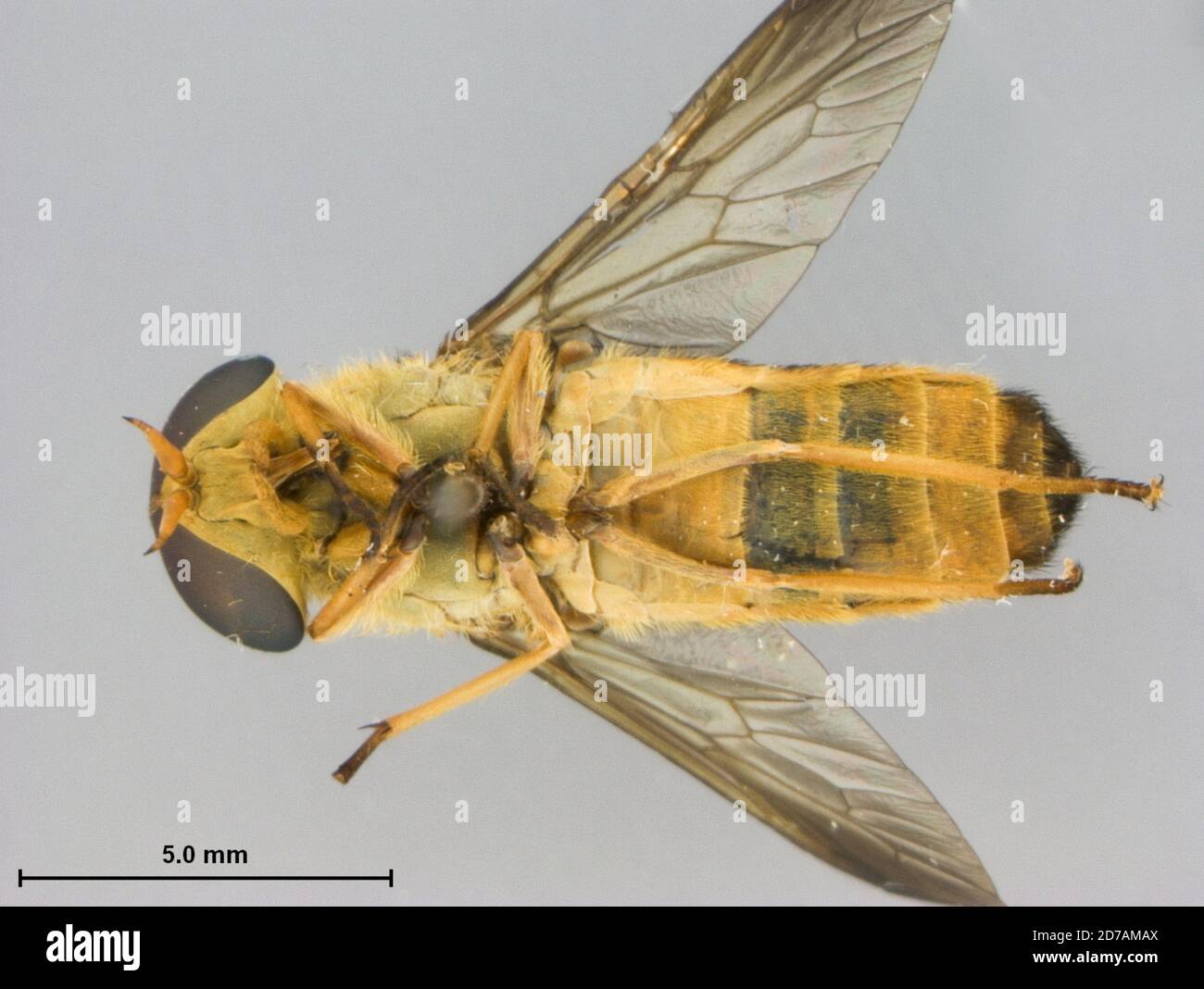 10 mi W. Ipoh, Perak, Malaysia, Tabanus subhybridus Philip, 1960 ...