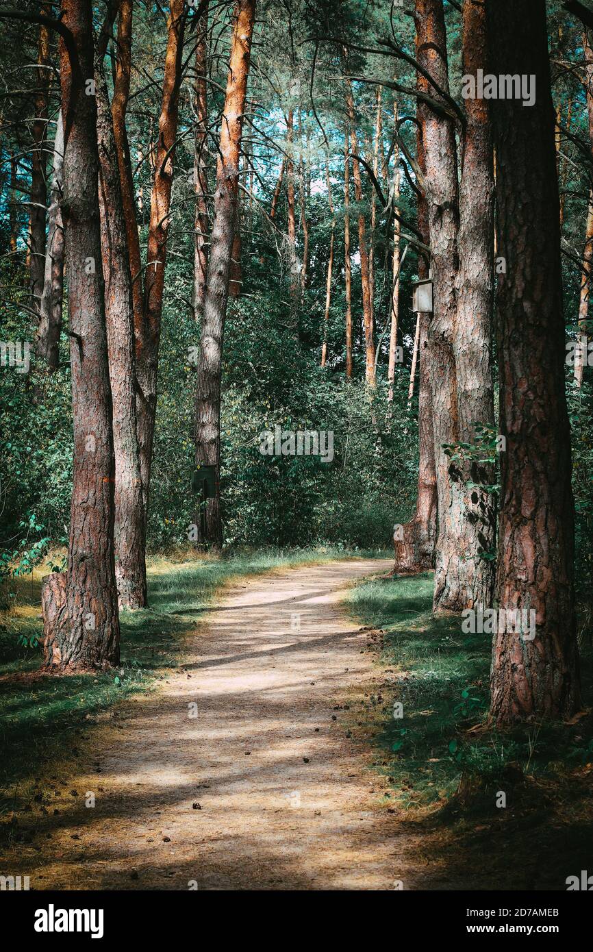 Path trail through the pine tree young forrest Stock Photo - Alamy