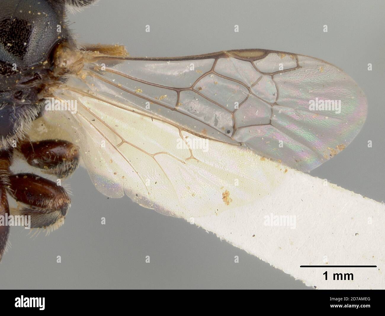 Pinned, South Valley, California, United States, Perdita calochorti ...