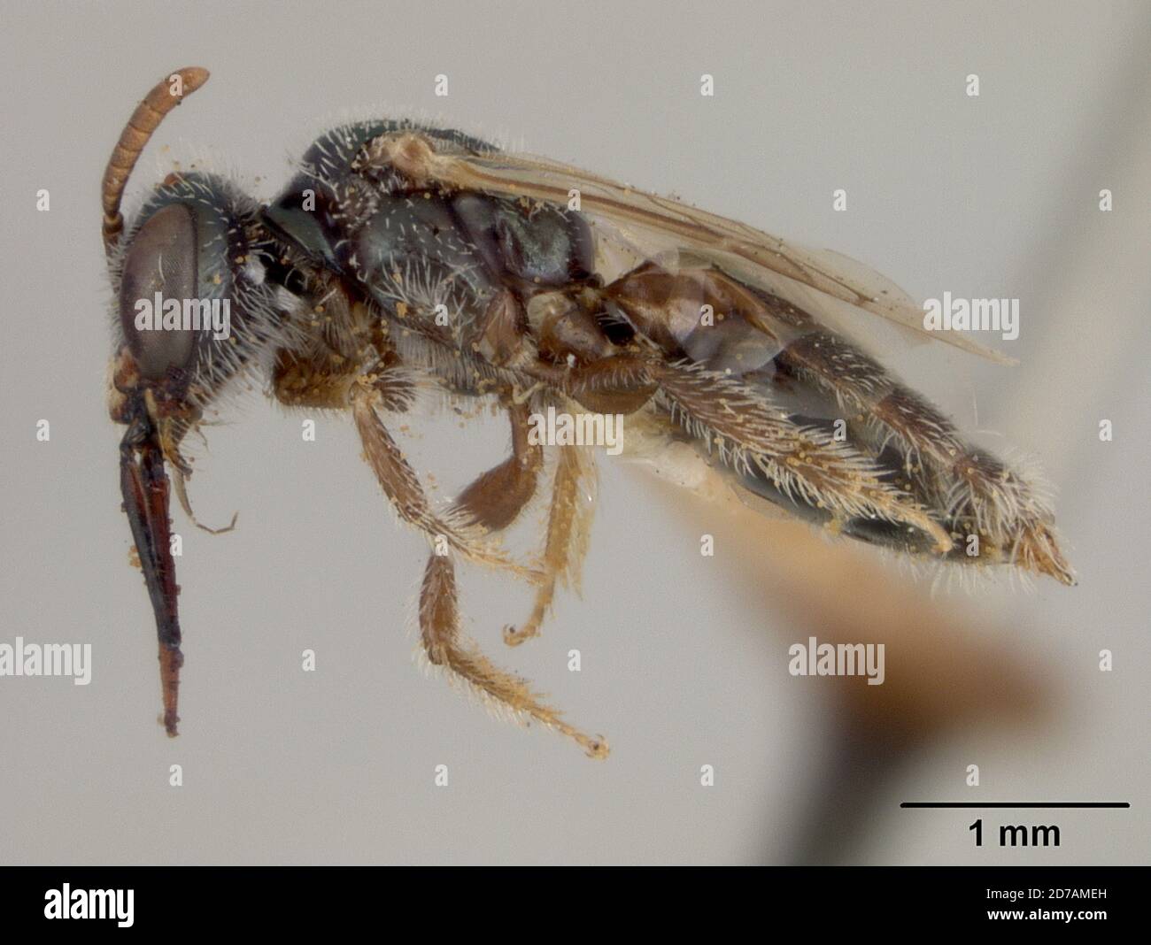 Perdita bishoppi cockerell hi-res stock photography and images - Alamy