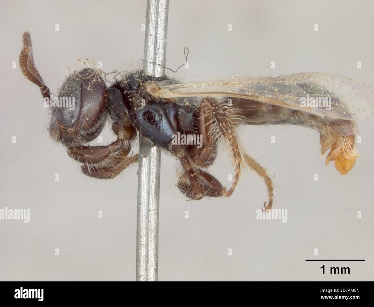 Chrysophila hi-res stock photography and images - Alamy