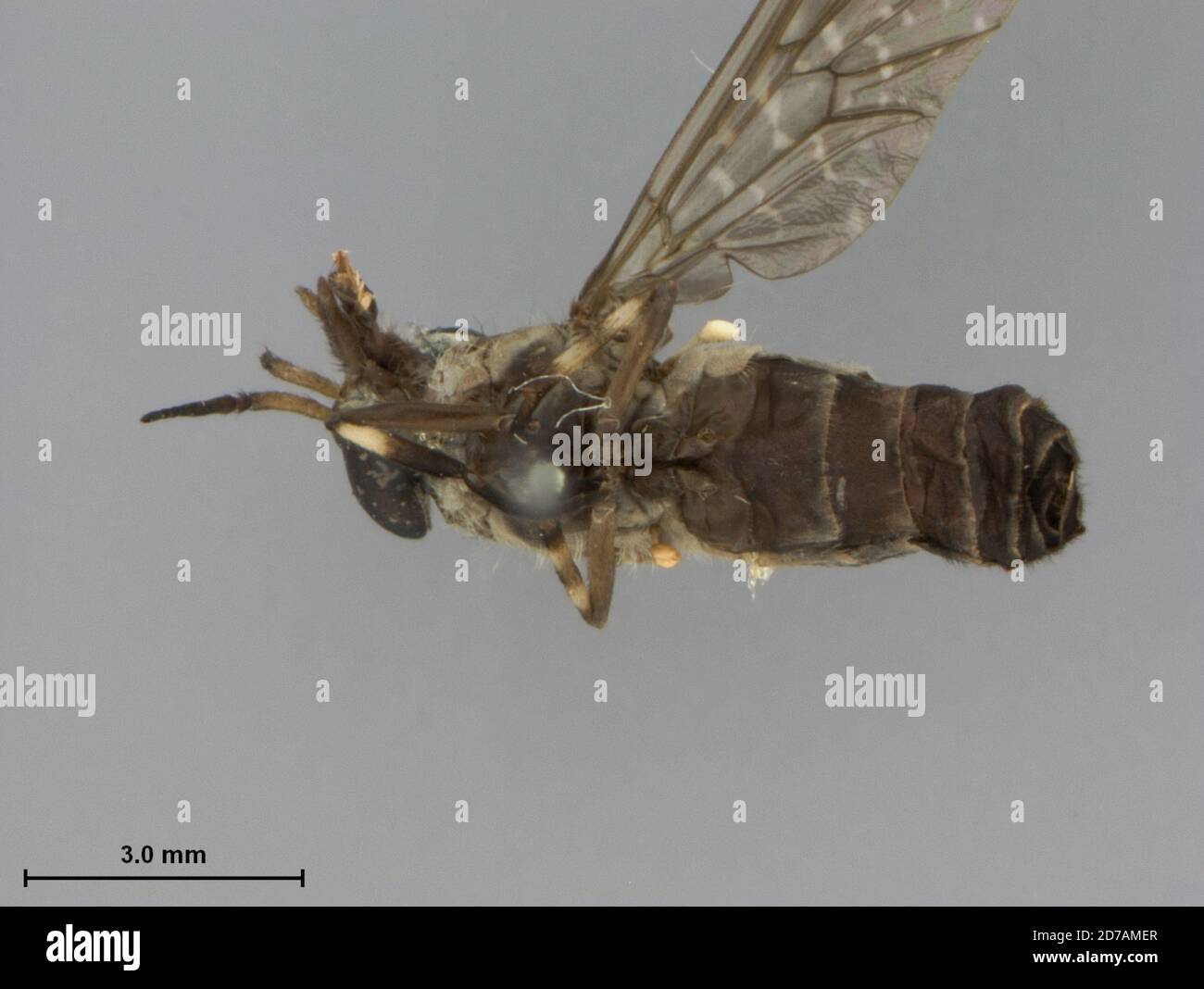 Island Samar, Samar, Philippines, Chrysozona volneri Philip, 1959 ...