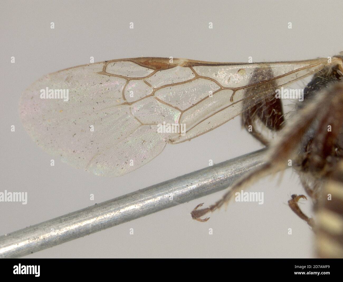 1956 animalia hi-res stock photography and images - Alamy