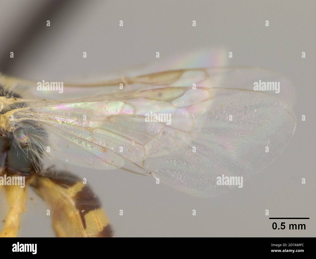 Perdita ericameriae timberlake hi-res stock photography and images - Alamy