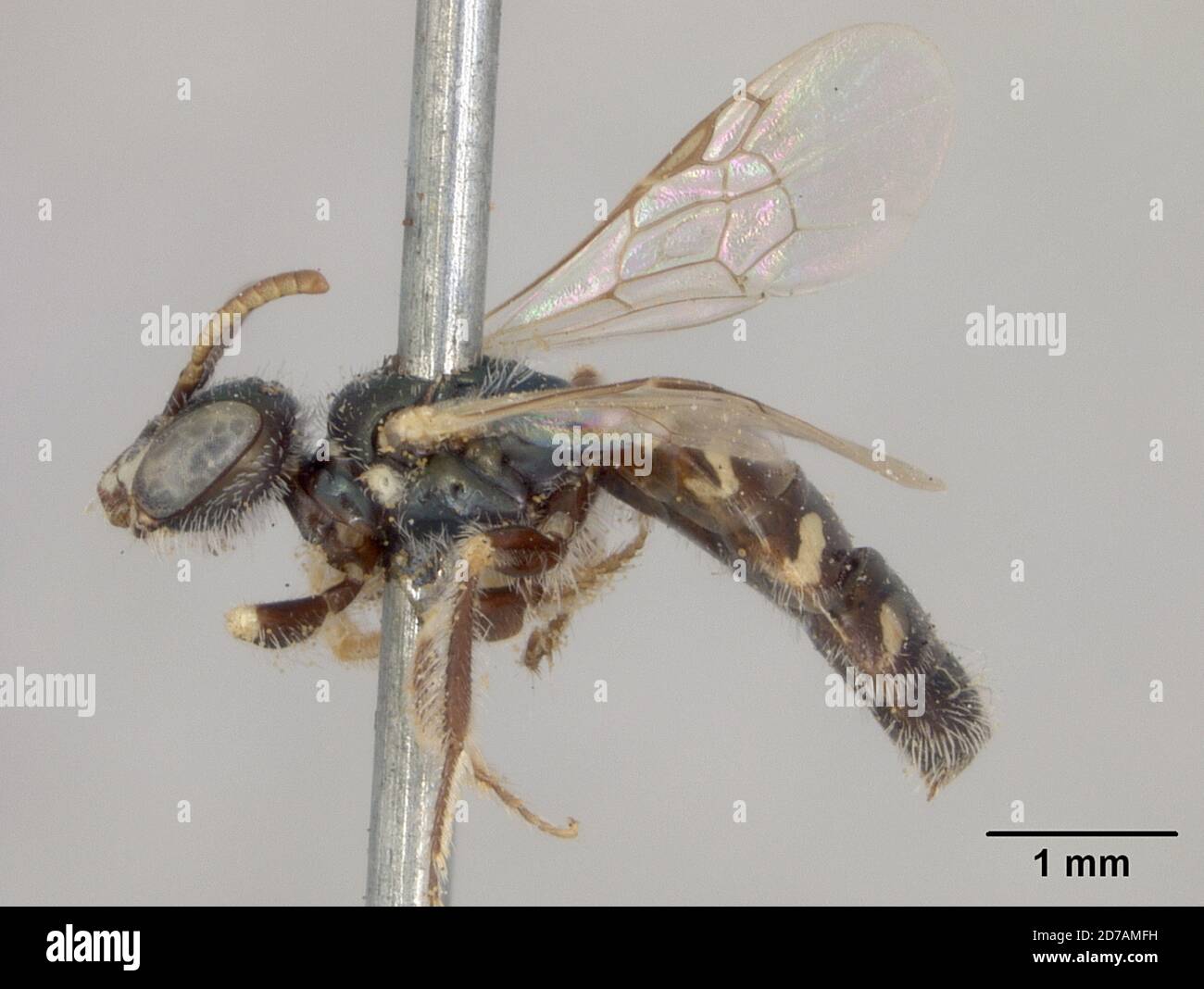 Perdita fallax cockerell hi-res stock photography and images - Alamy