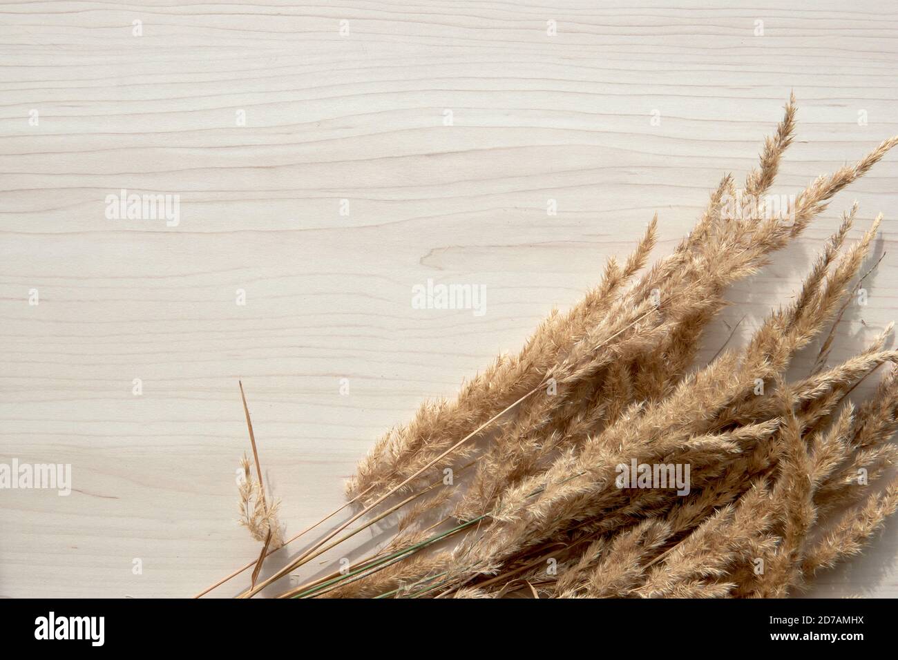 Bouquet spikelets frame dry hi-res stock photography and images - Alamy