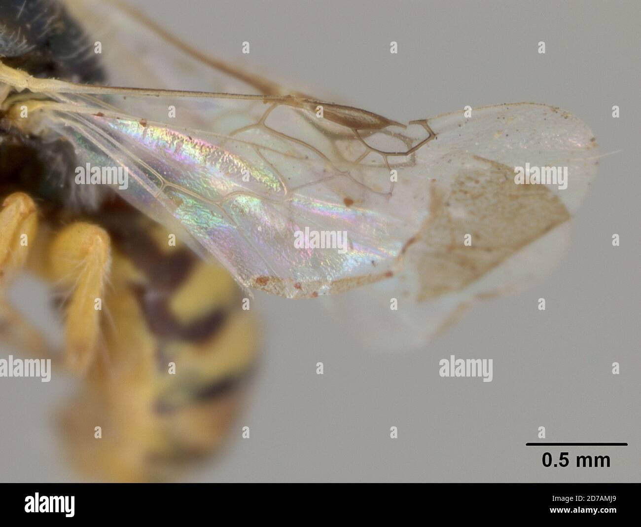 Pinned, Imperial, California, United States, Perdita flavipes ...