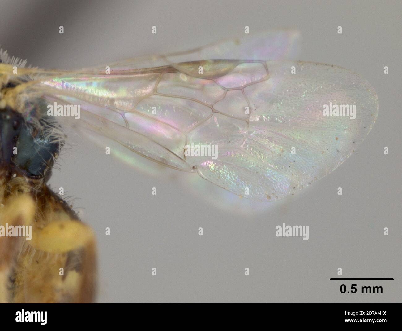 Perdita isocomae timberlake hi-res stock photography and images - Alamy