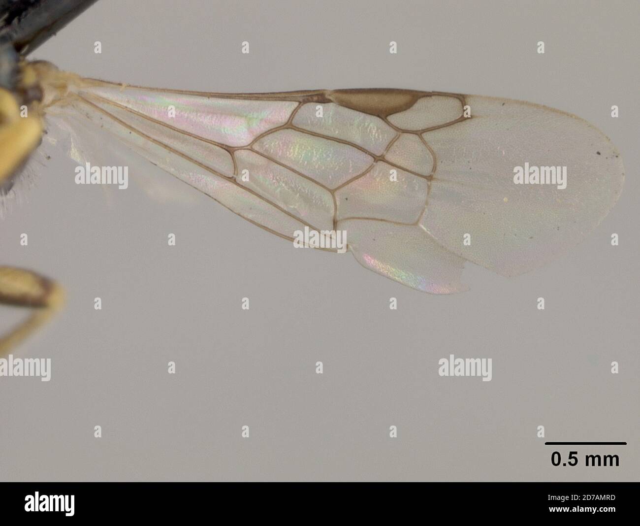 Perdita octomaculata terminata cockerell hi-res stock photography and ...