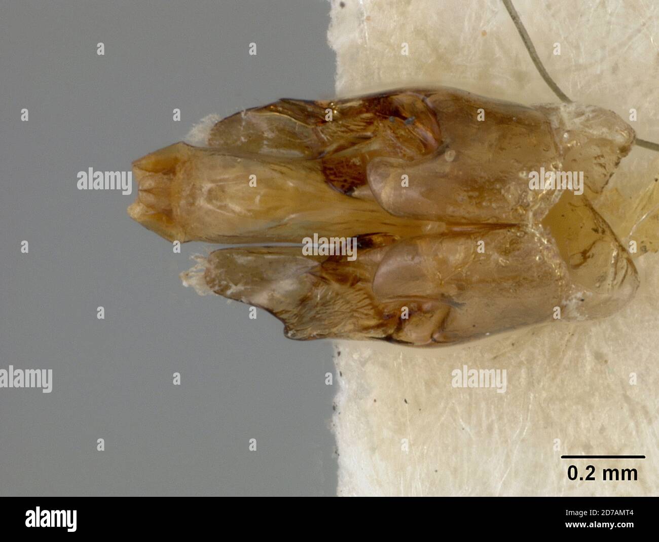 1956 animalia hi-res stock photography and images - Alamy