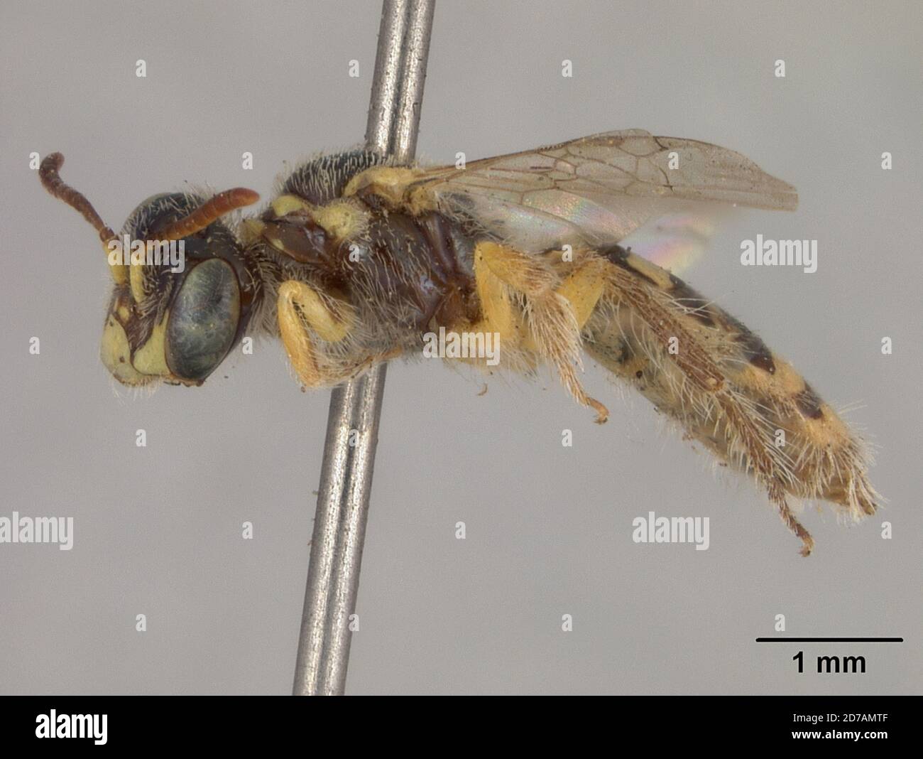 Perdita punctifrons timberlake hi-res stock photography and images - Alamy