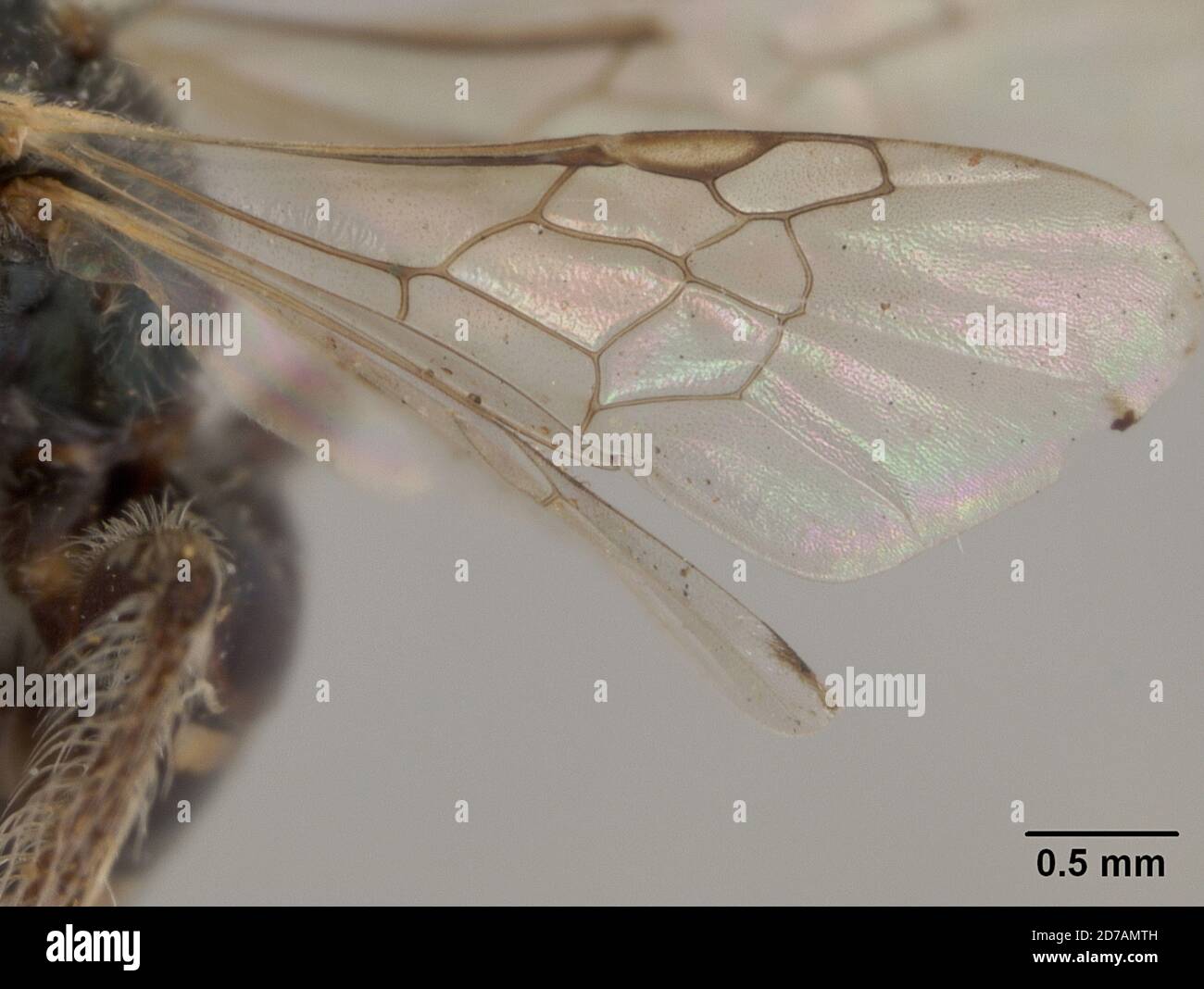 Perdita santaclarensis timberlake hi-res stock photography and images ...