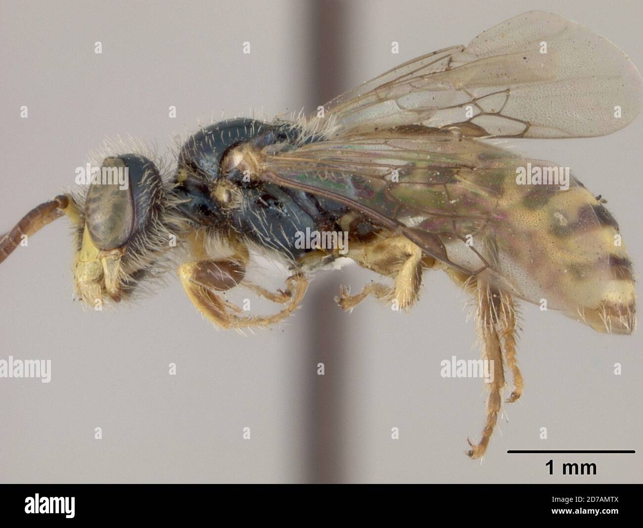 Pinned, Yosemite Valley, California, United States, Perdita swezeyi ...