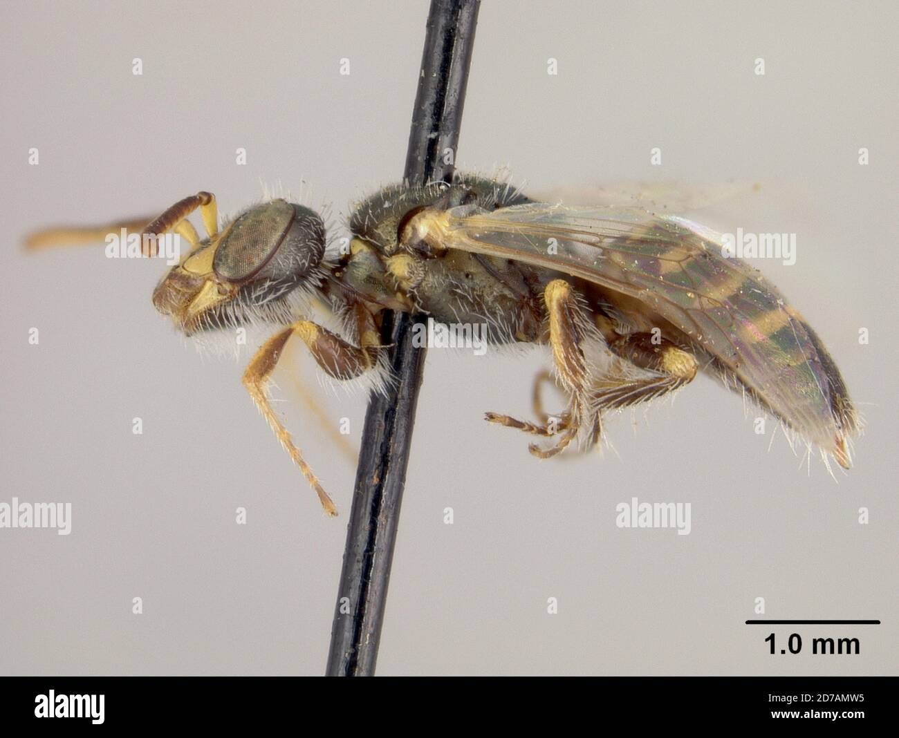 Perdita tridentata stevens hi-res stock photography and images - Alamy