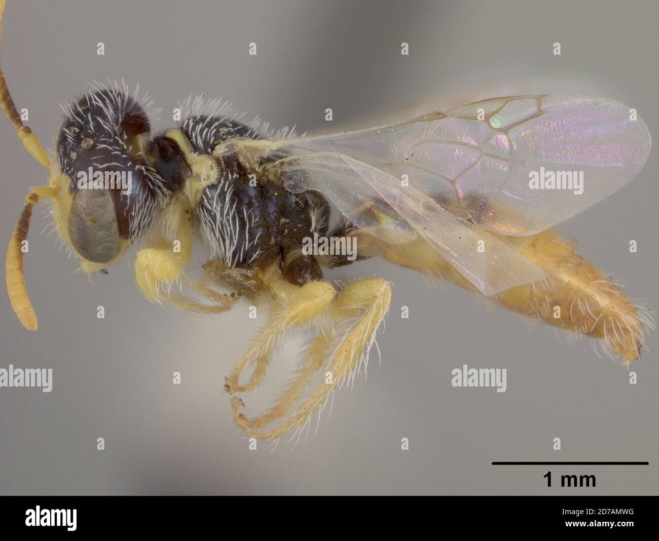 Pinned, Hinkley, San Bernardino, California, United States, Perdita ...