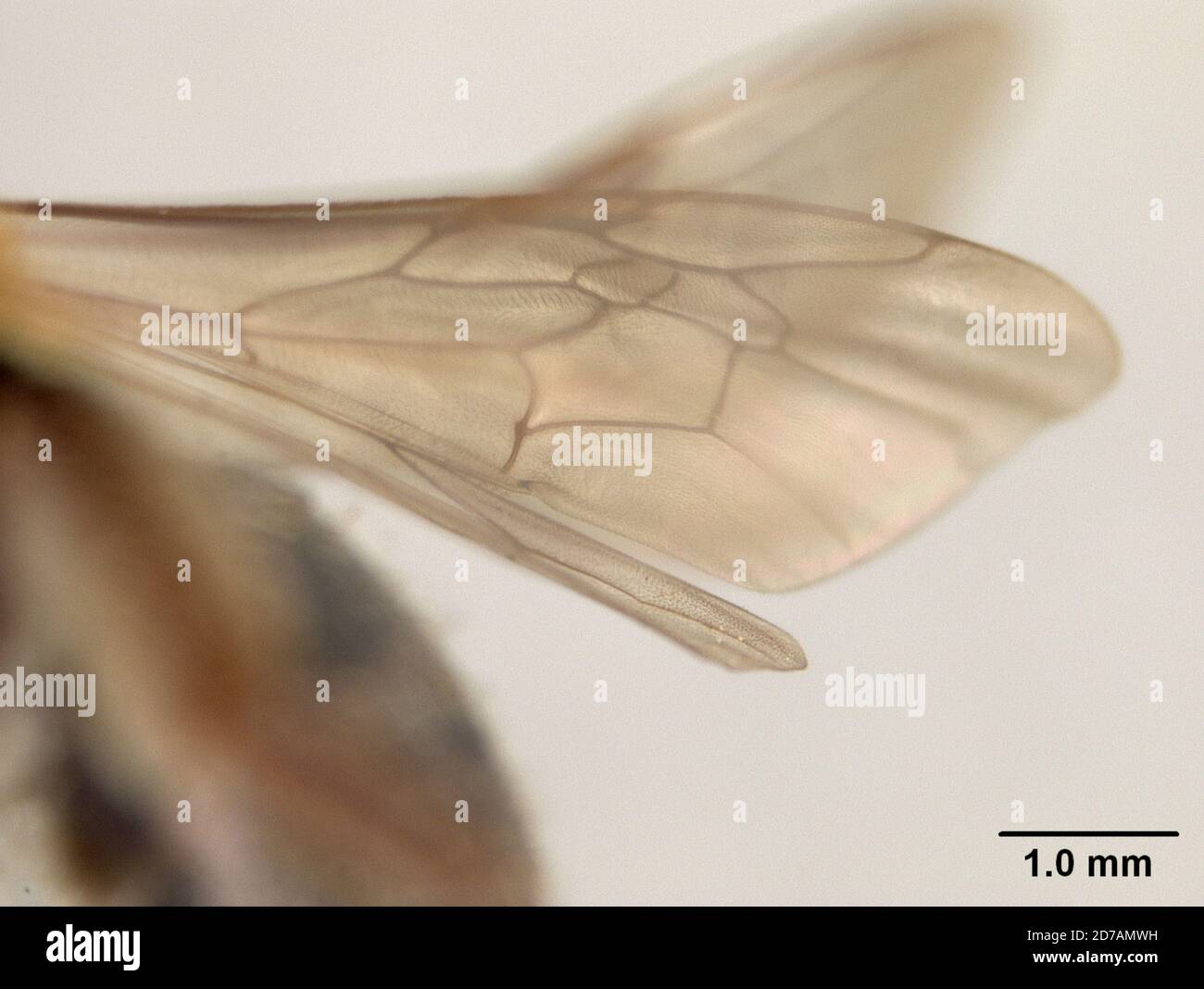 Angelesia timberlake hi-res stock photography and images - Alamy