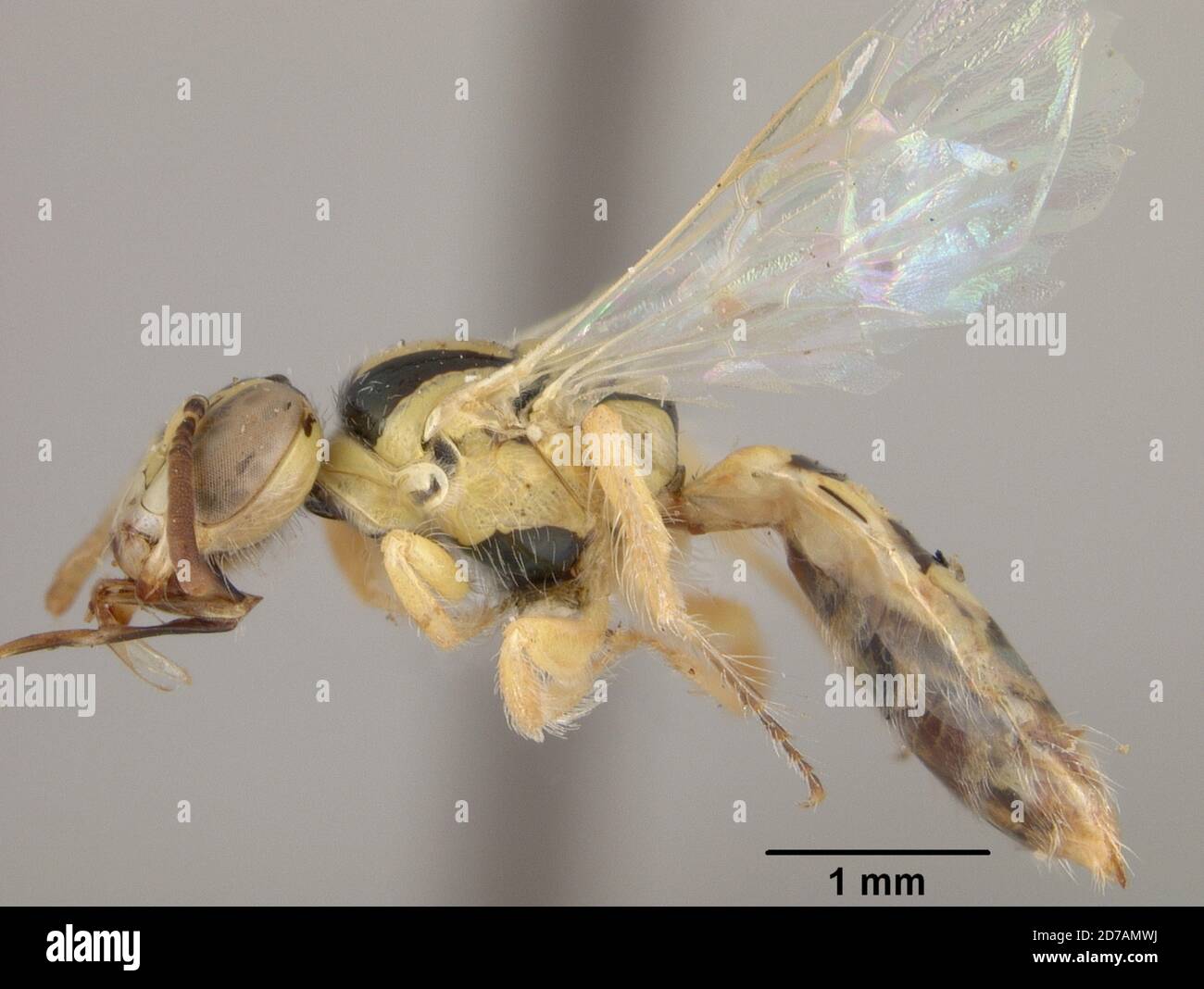 Perdita triangulifera timberlake hi-res stock photography and images ...