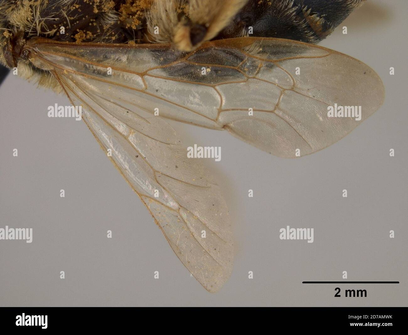 Blackfoot, Bingham, Idaho, United States, Andrena angustifrons ...