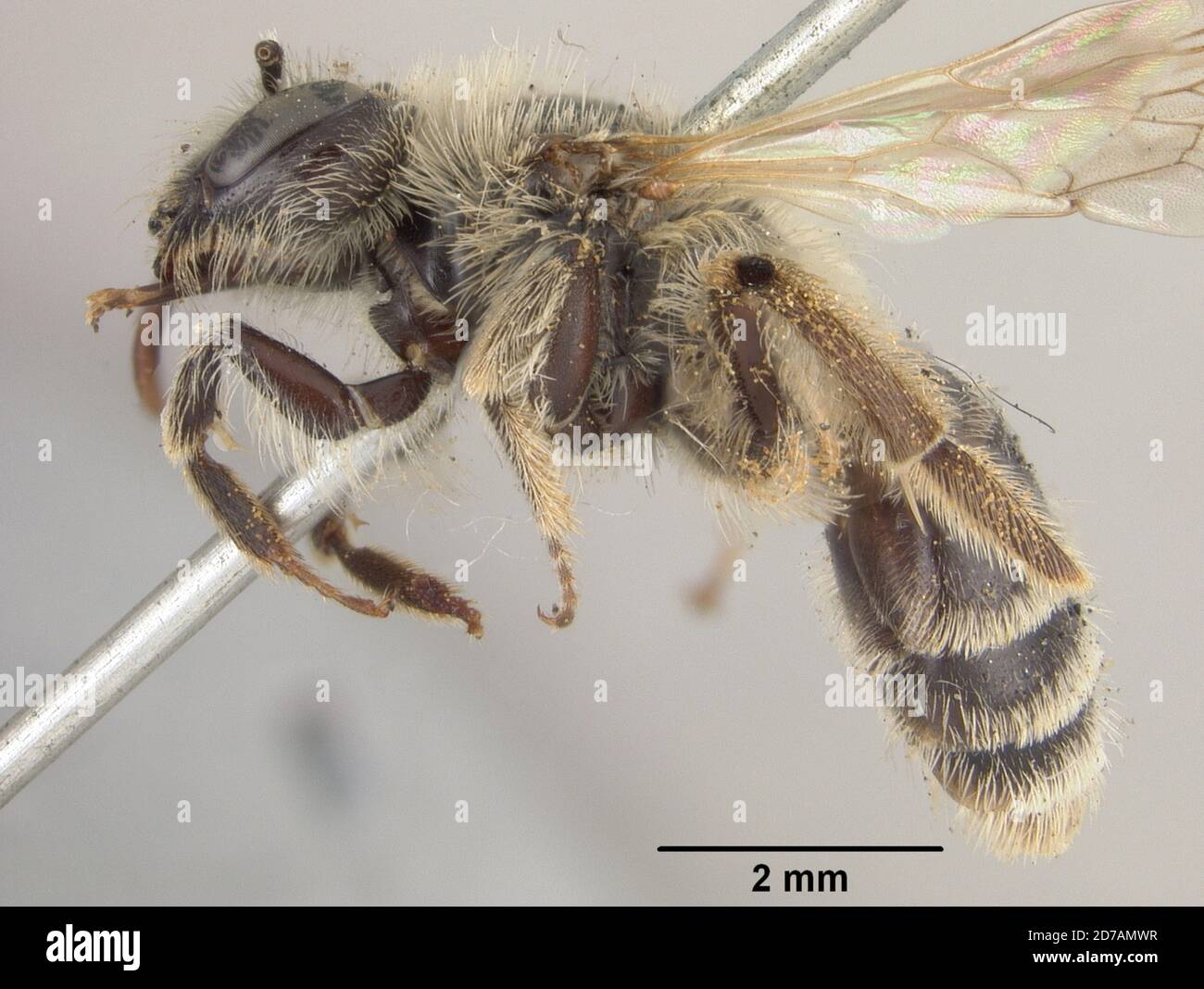Andrena albovirgata cockerell hi-res stock photography and images - Alamy