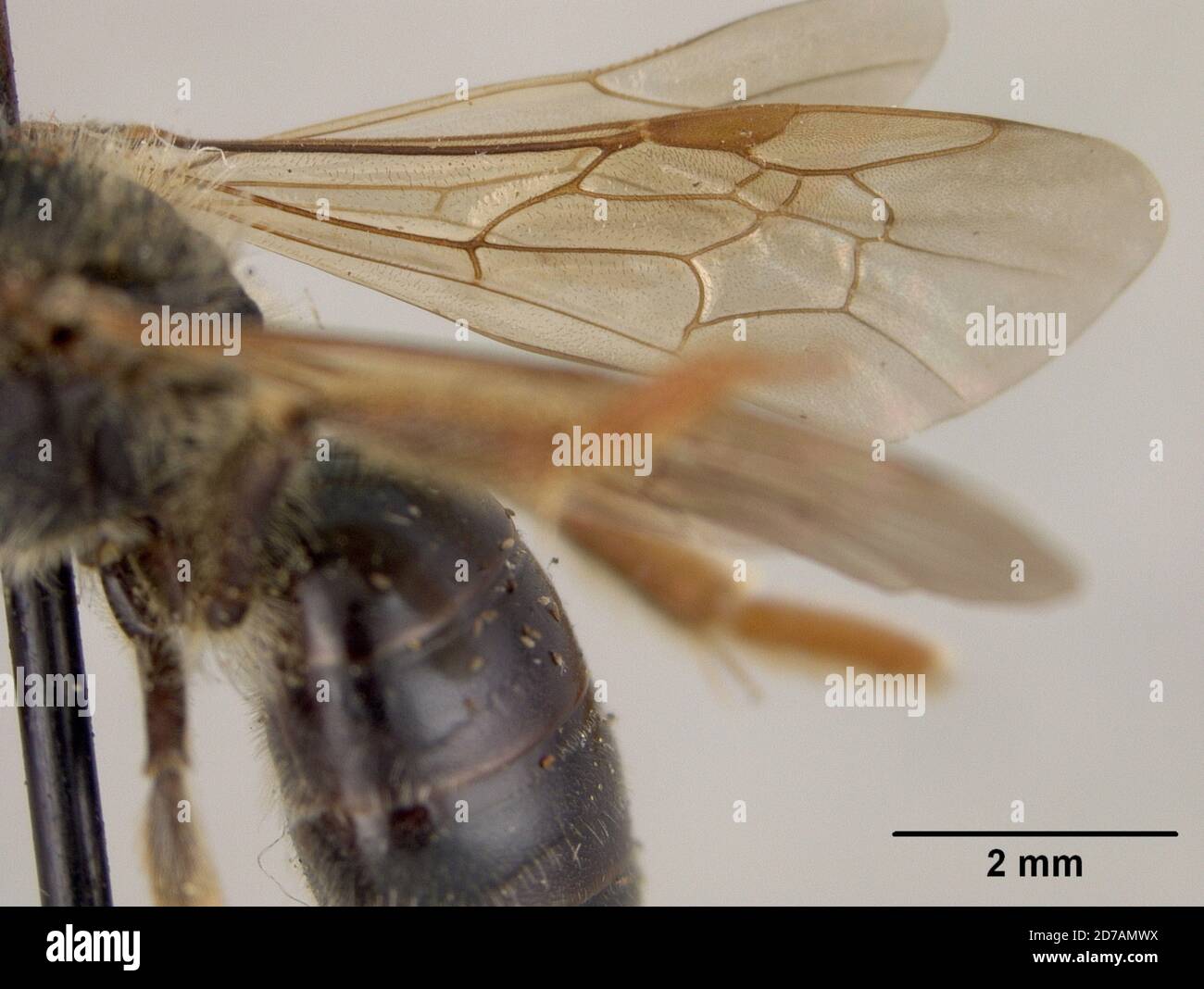 Pinned, Arenac, Michigan, United States, Andrena (Trachandrena ...