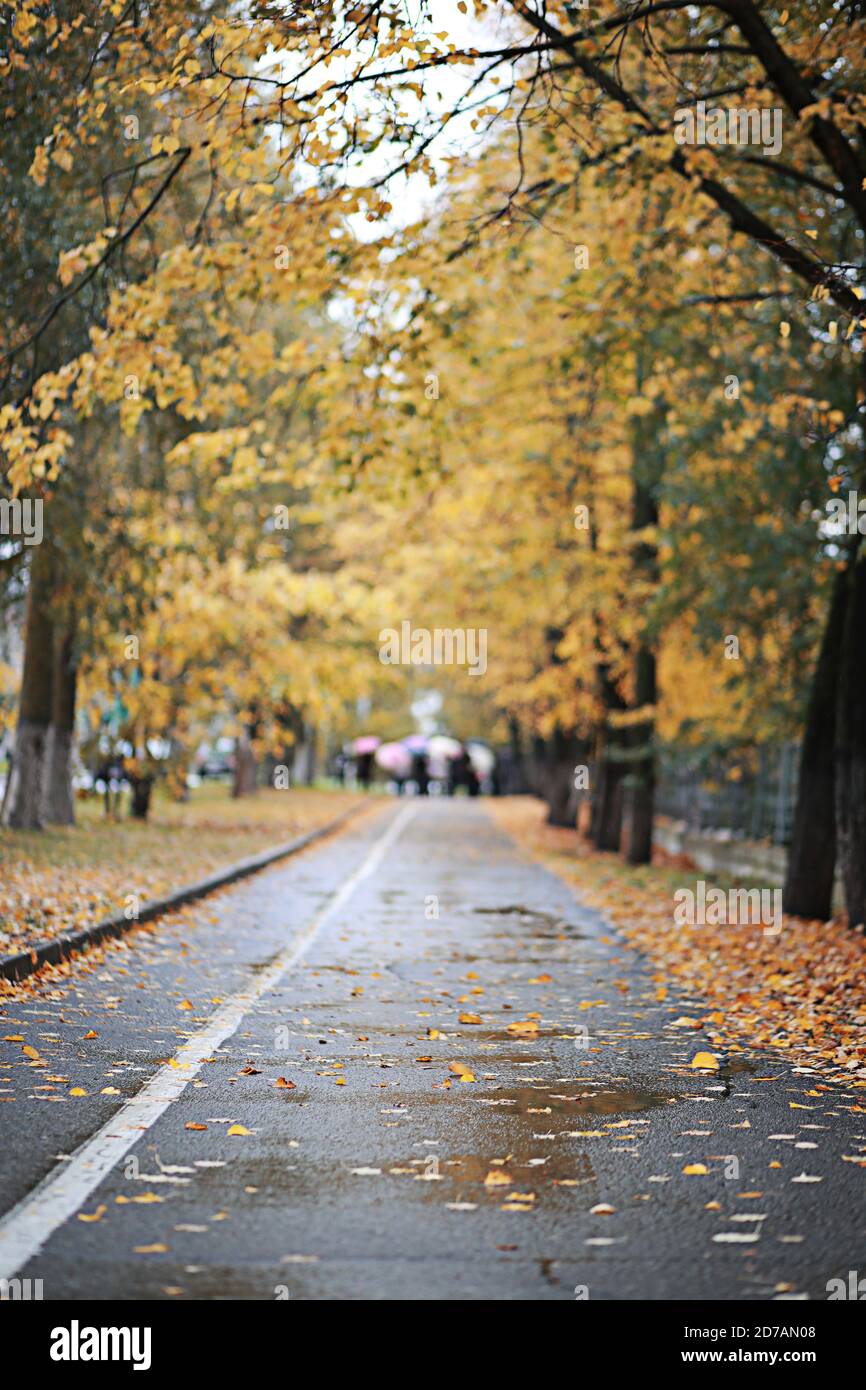 Autumn rain in the park Stock Photo - Alamy