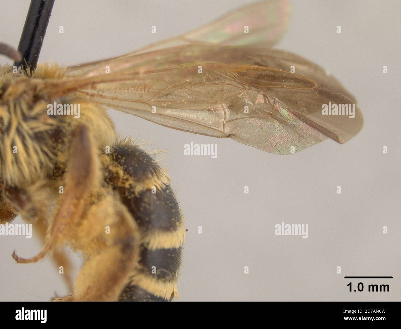 1960 animalia hi-res stock photography and images - Alamy