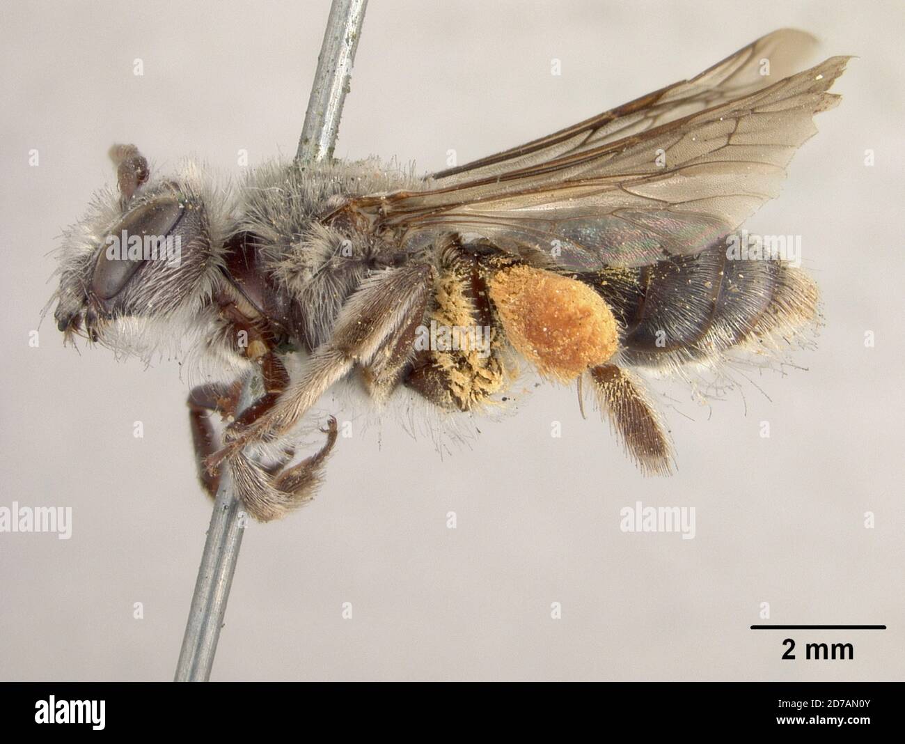 Scoliandrena hi-res stock photography and images - Alamy