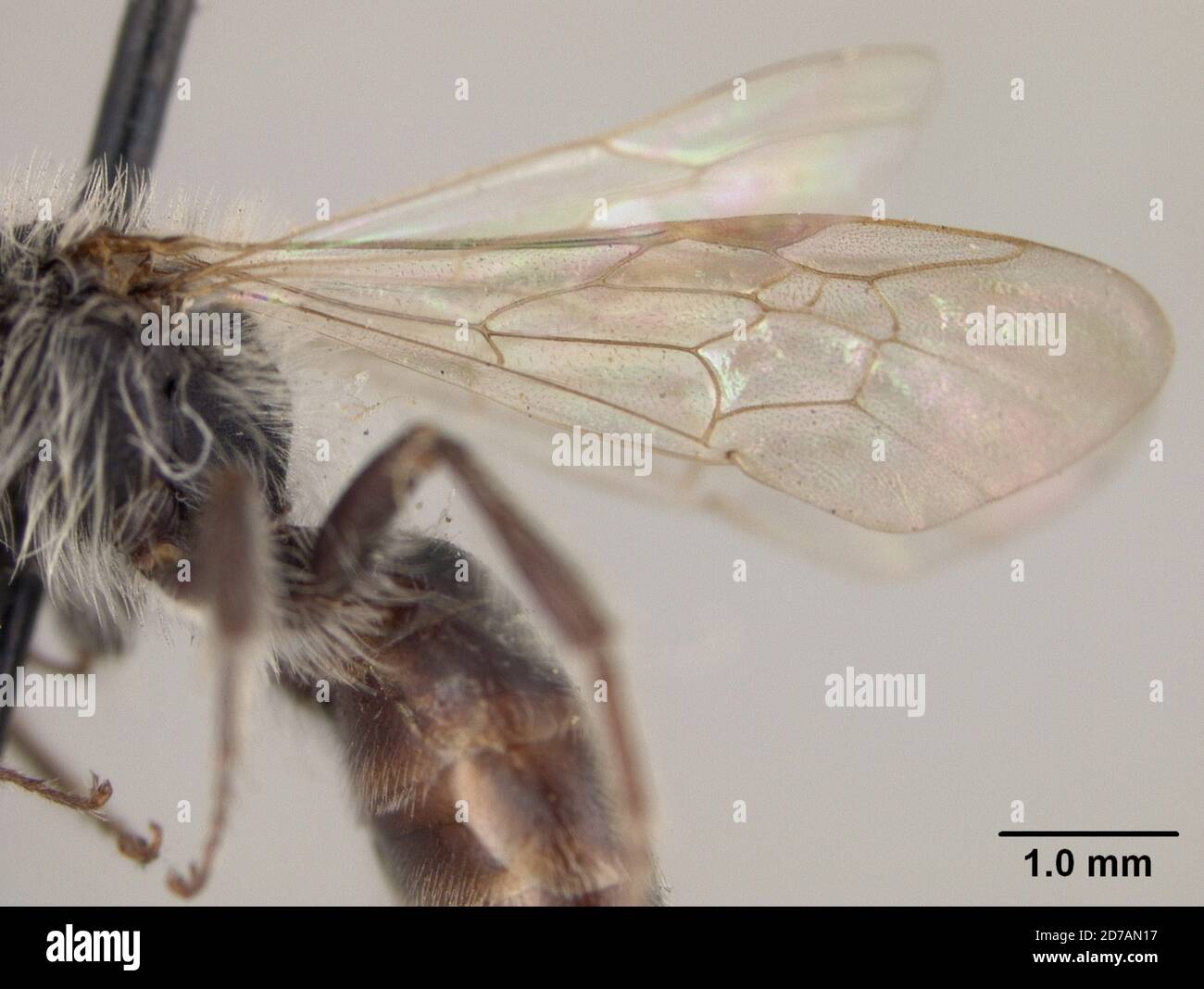 Pinned, Ann Arbor, Washtenaw, Michigan, United States, Andrena ...