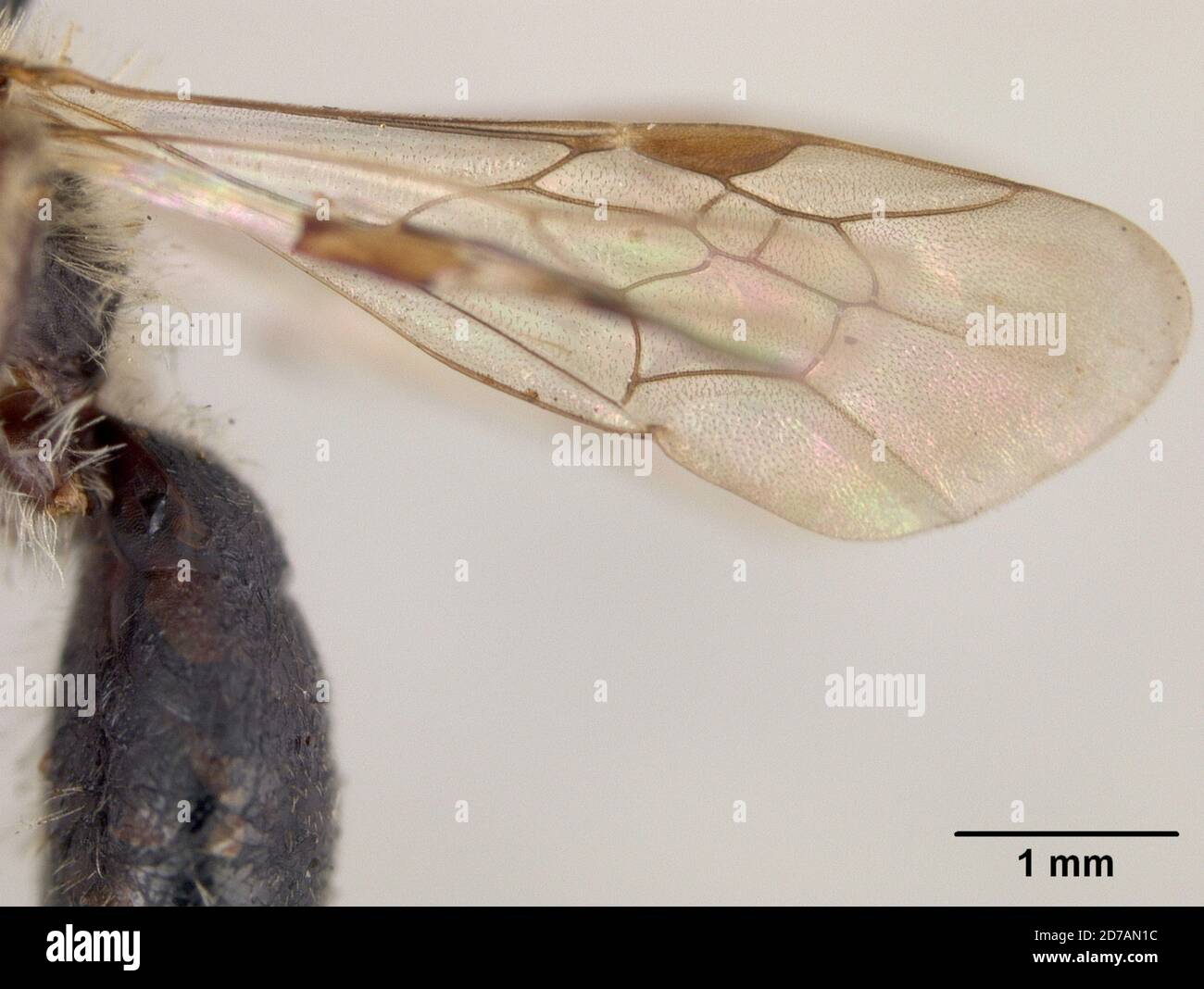 Pinned, Colorado, United States, Andrena candidiformis Viereck ...