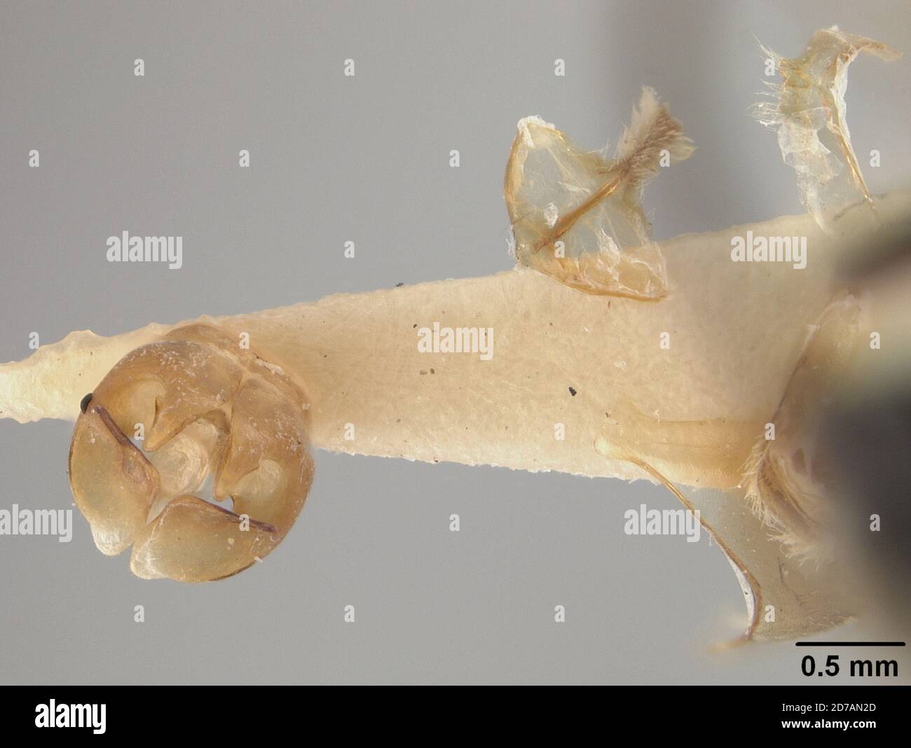 Compacta mitchell hi-res stock photography and images - Alamy