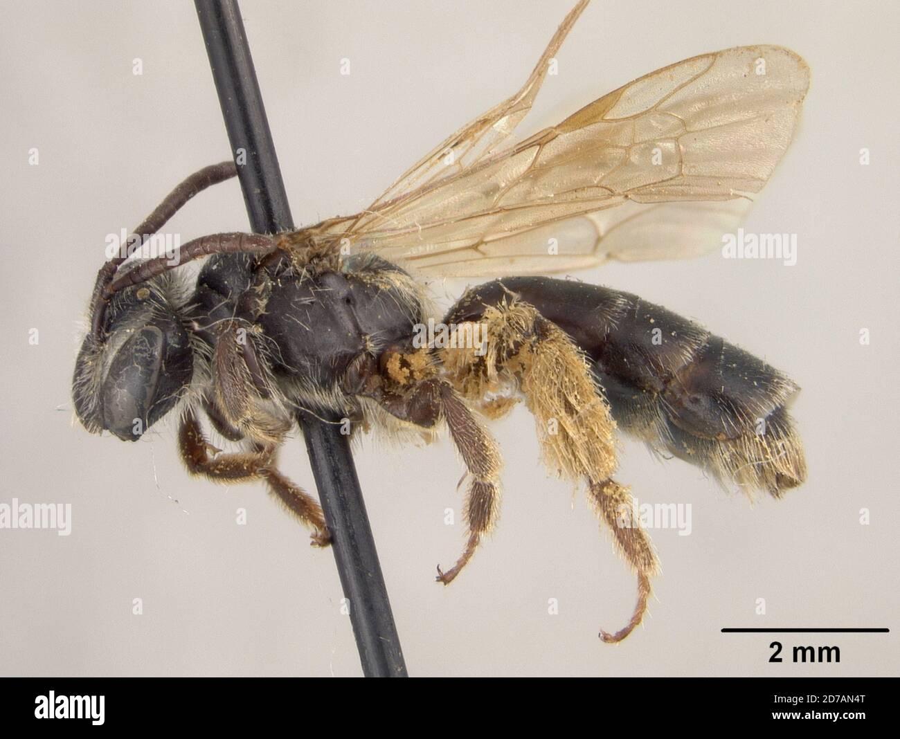 Gonandrena hi-res stock photography and images - Alamy