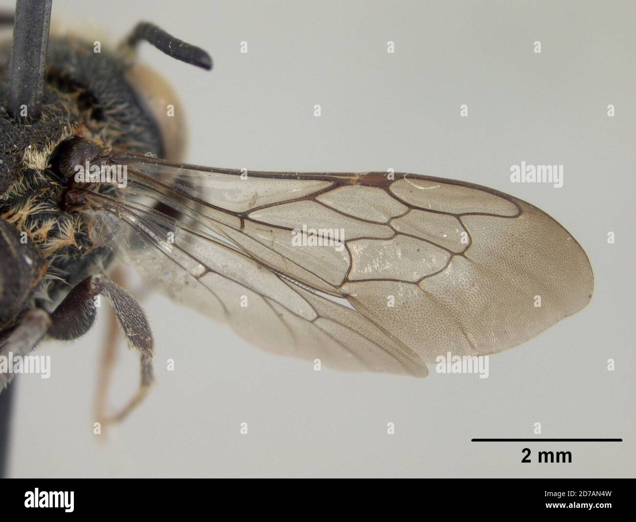 Raleigh, Wake, North Carolina, United States, Coelioxys mitchelli Baker ...